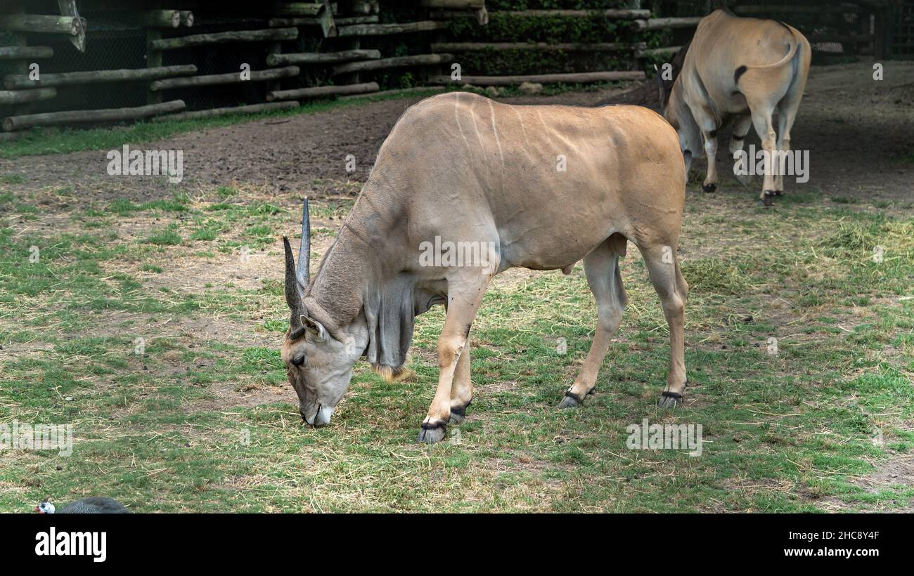 Eland in grass hi-res stock photography and images - Alamy