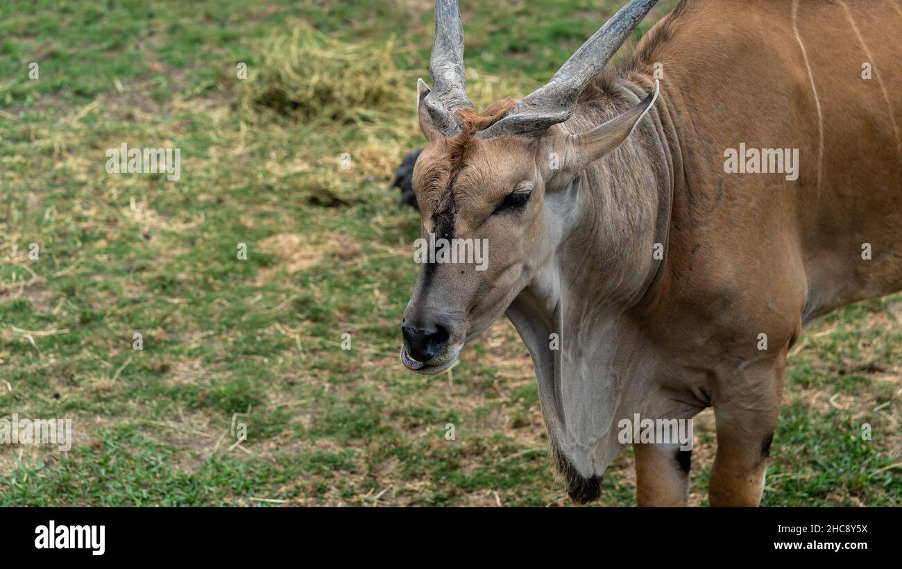 Portrait of a common eland antelope in the zoo Stock Photo - Alamy