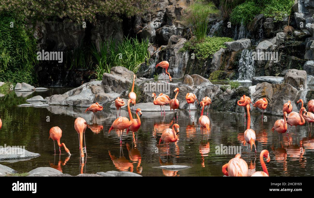 Group of flamingos in the water at the zoo Stock Photo - Alamy