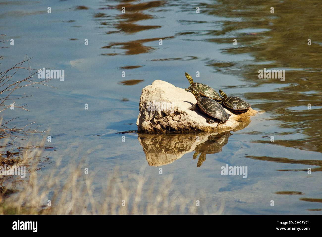 Three turtles on rock hi-res stock photography and images - Alamy