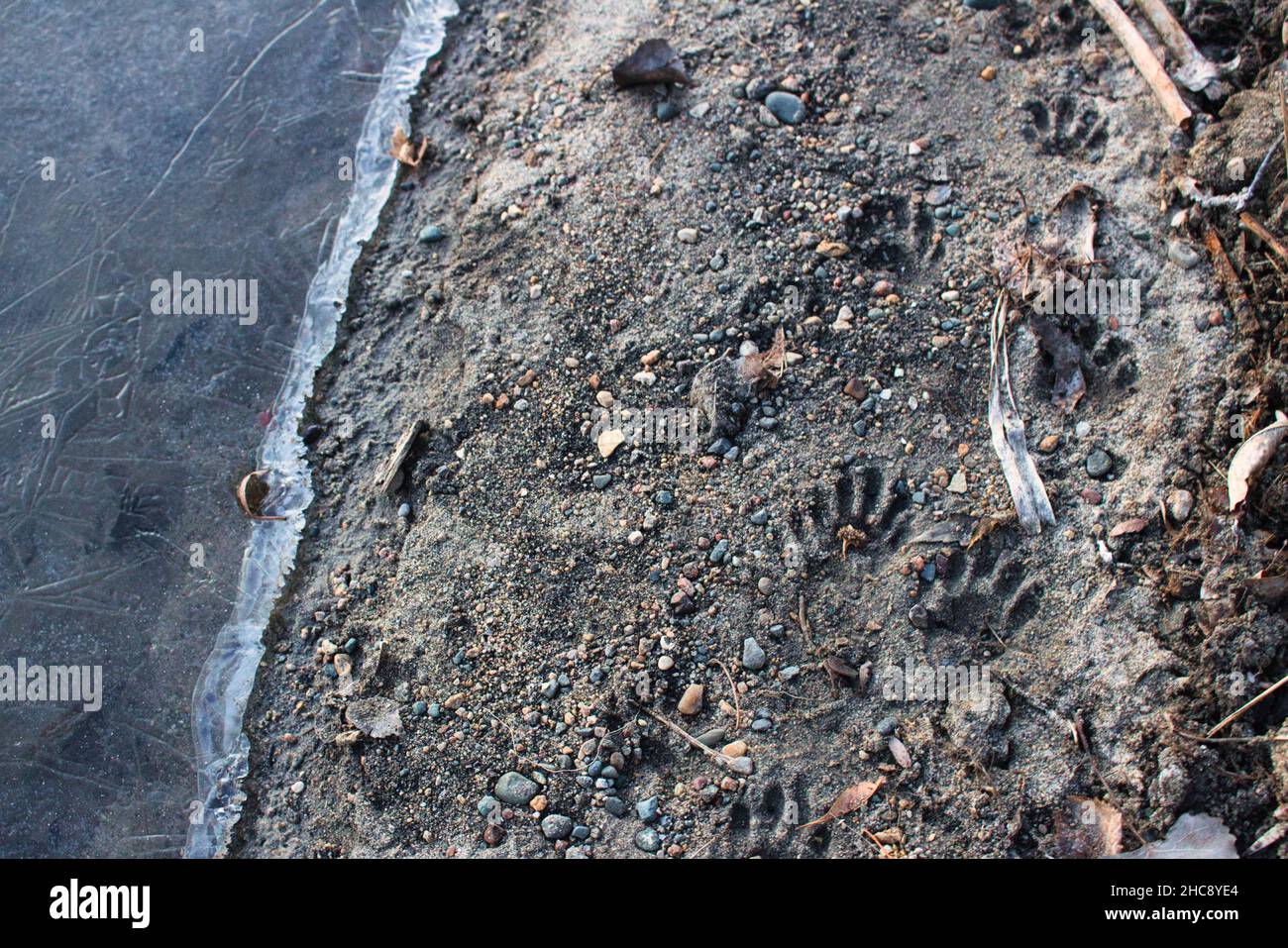 Top view of raccoon feet tracks on a frozen lake shore Stock Photo - Alamy