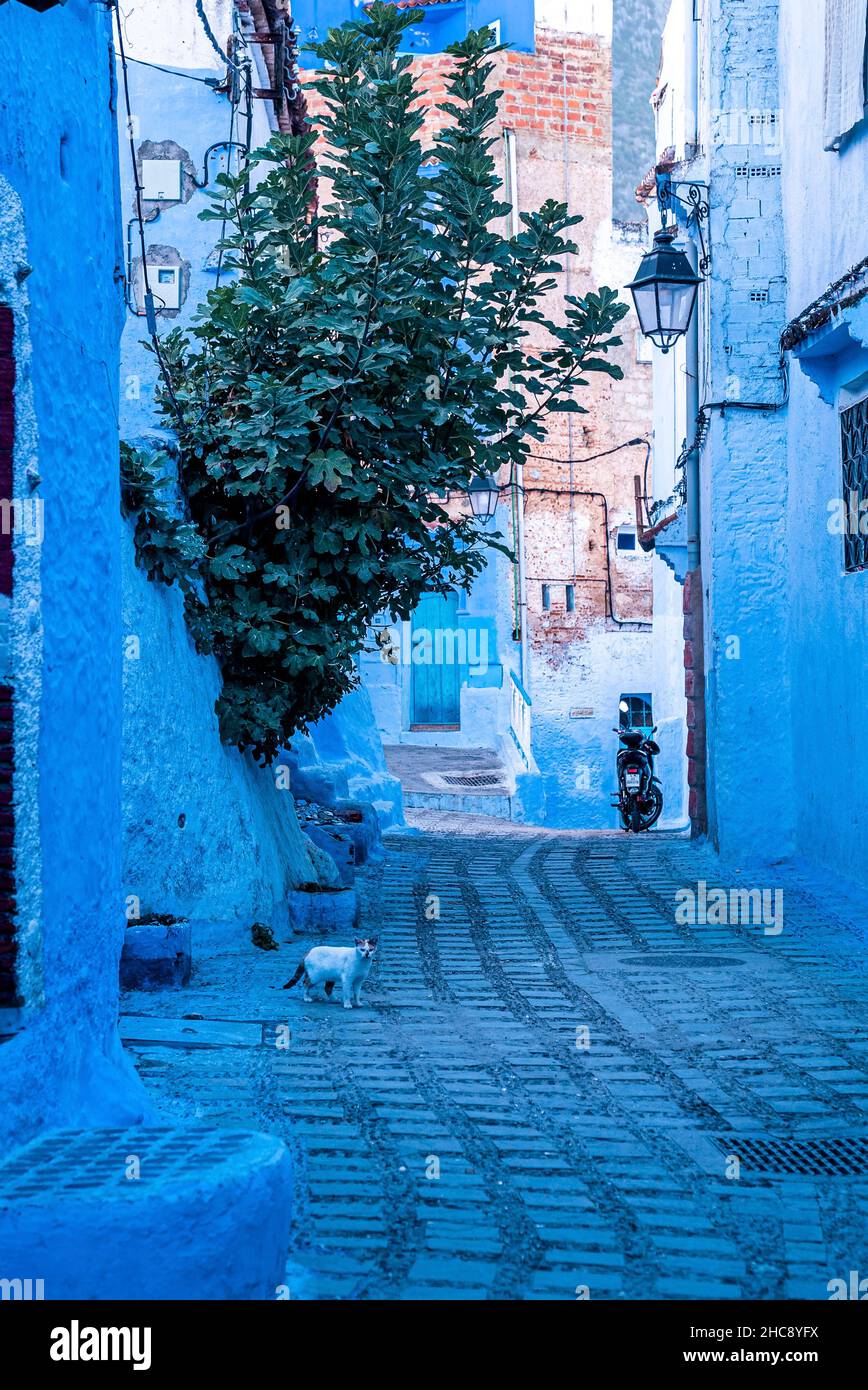Blue building street cat hi-res stock photography and images - Alamy
