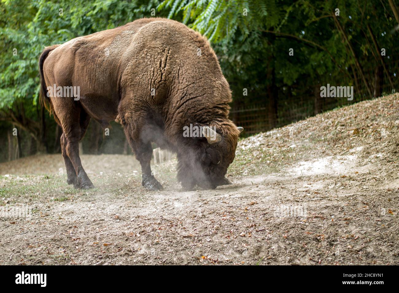 Male european bison Bison bonasus, wisent) with head down in dust Stock ...