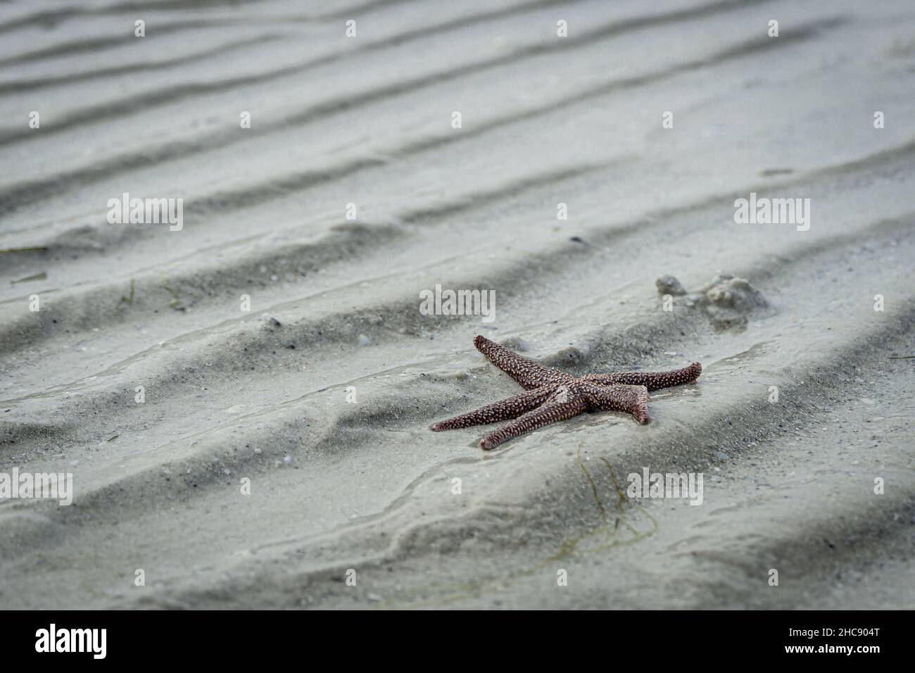 Starfish on sand at the beach in Florida Stock Photo - Alamy