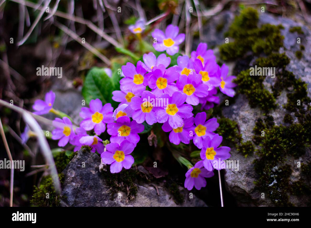 Purple wild Primroses (Primula vulgaris) flowering between rocks in ...