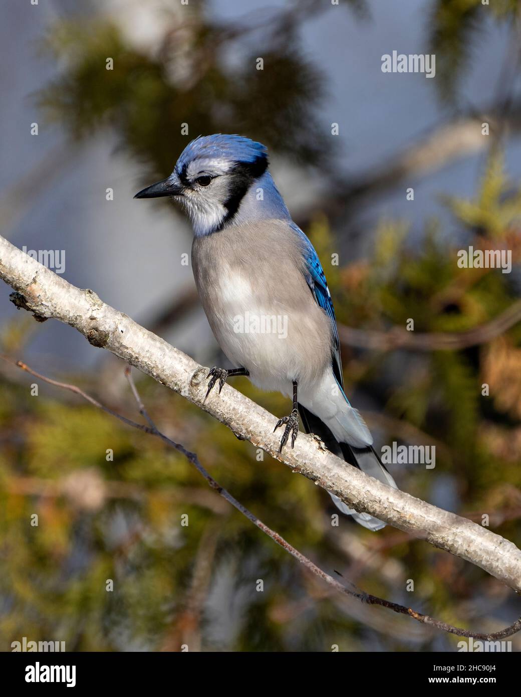 Blue Jay bird perched on a branch with a blur background in its environment and habitat ...