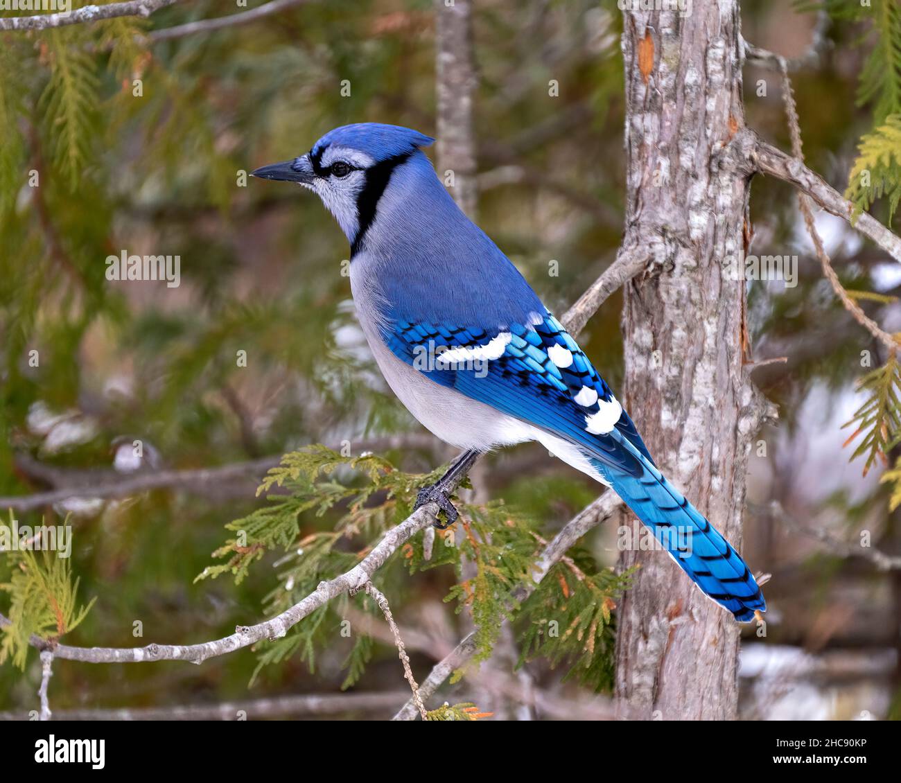Blue Jay close-up perched on a cedar branch with a blur forest background in the forest ...