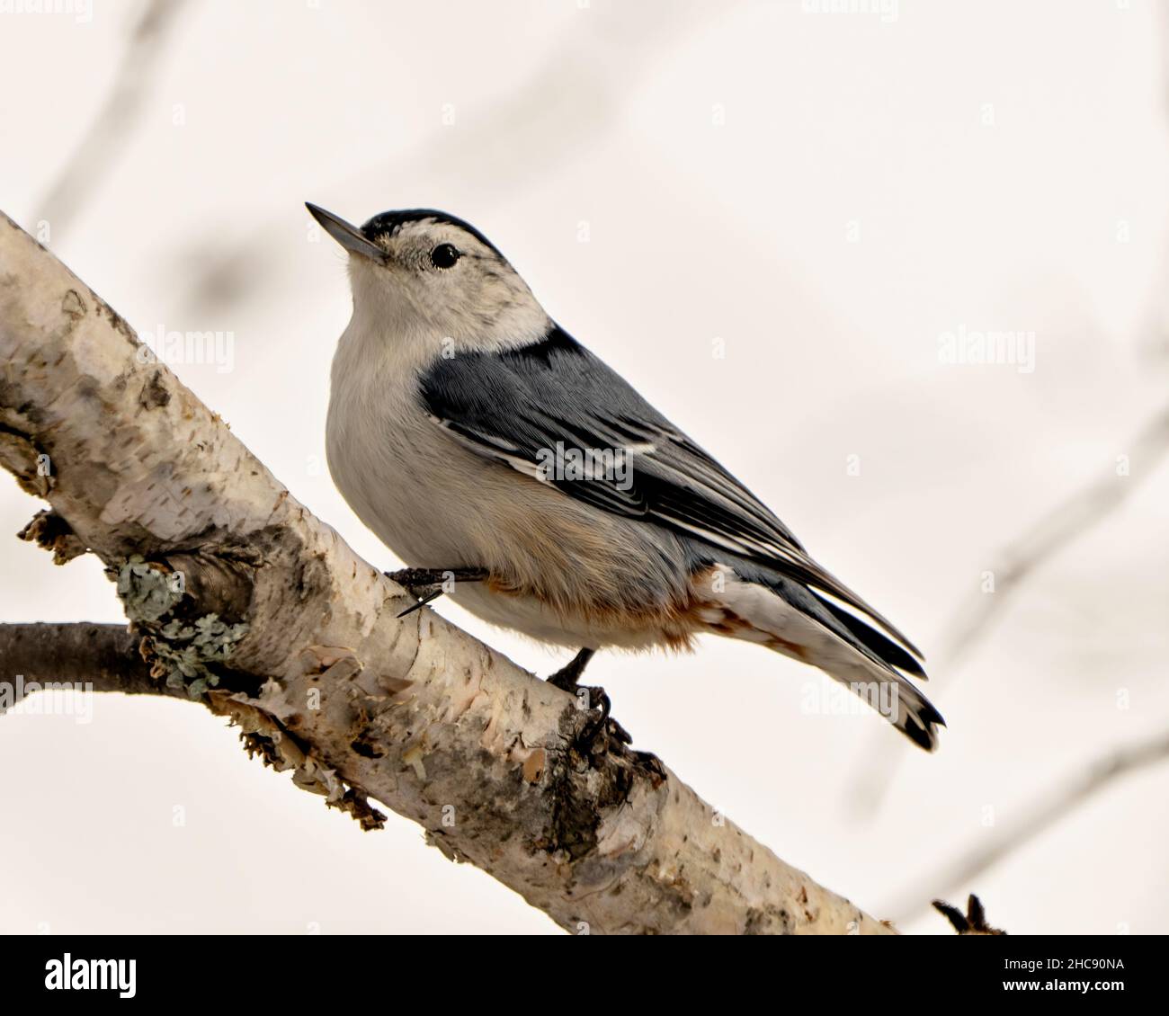 White-breasted Nuthatch perched on a birch branch with a white ...