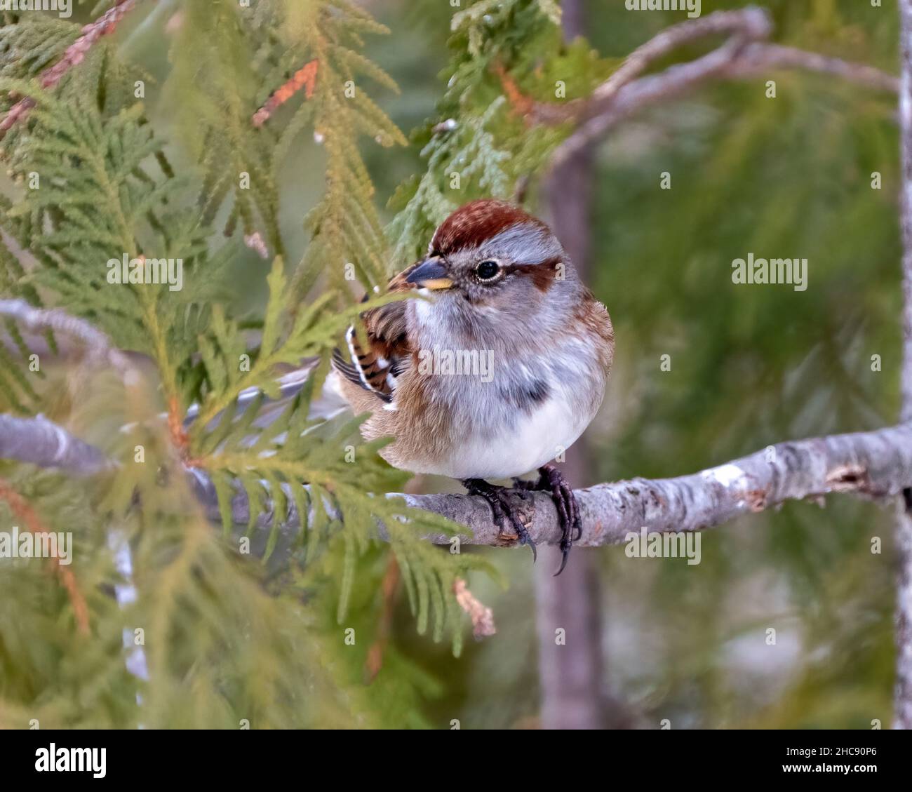 White-crowned Sparrow perched on a spruce tree branch with green blur ...