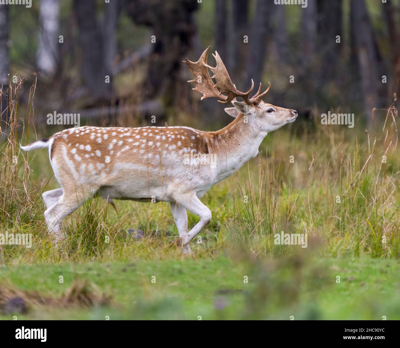 Deer side view hi-res stock photography and images - Alamy