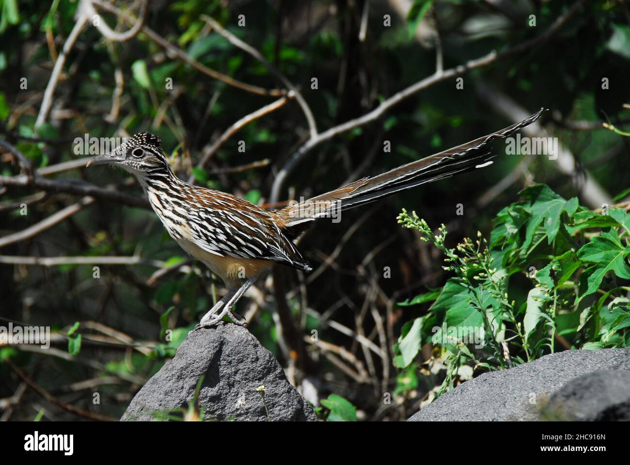 Stone head of guatemala hi-res stock photography and images - Alamy