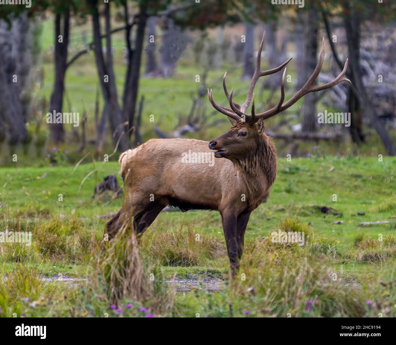 Elk bull male walking in the field with a blur forest background in its ...