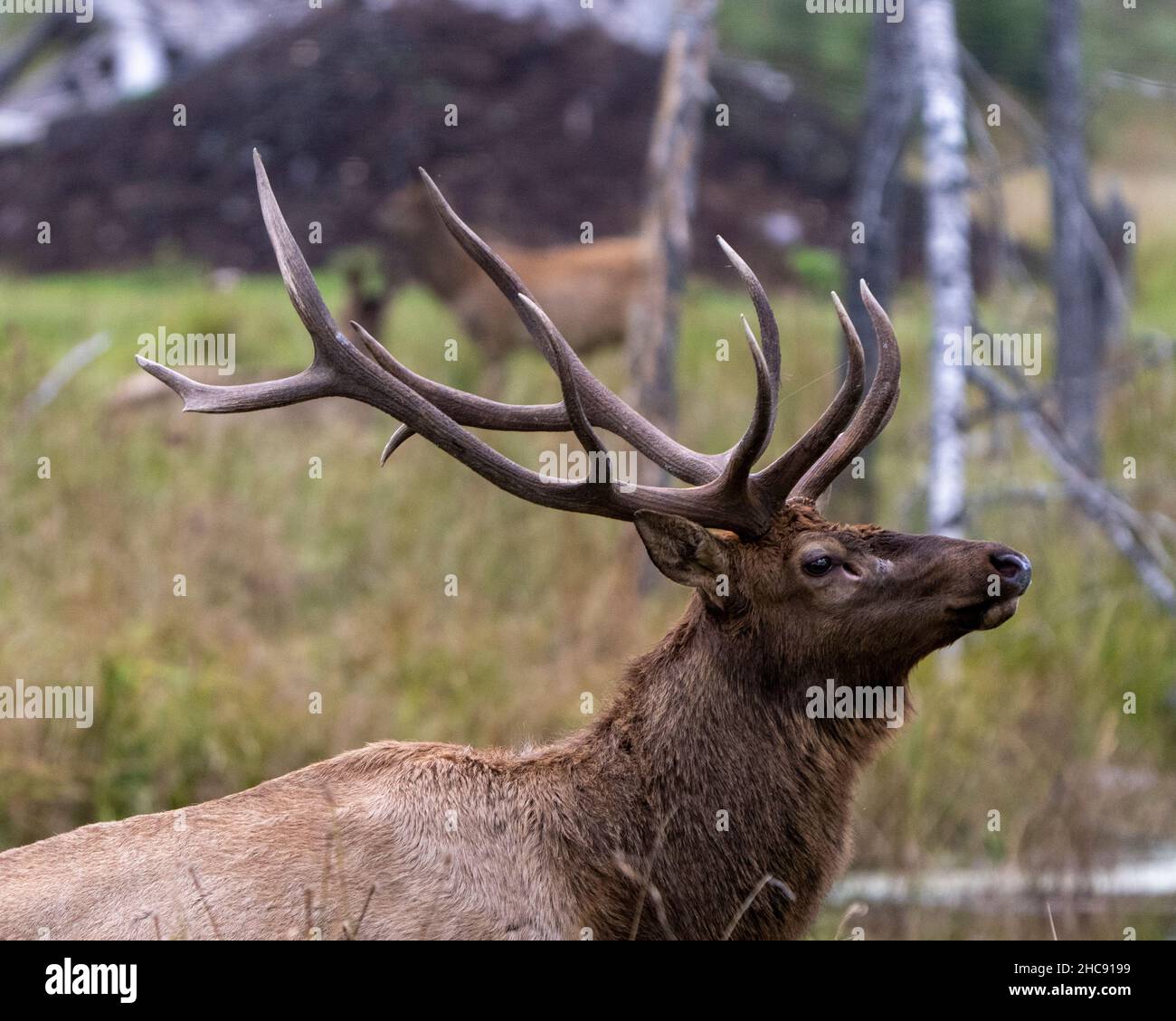 Elk buck animal head shot close-up profile side view with a blur forest ...