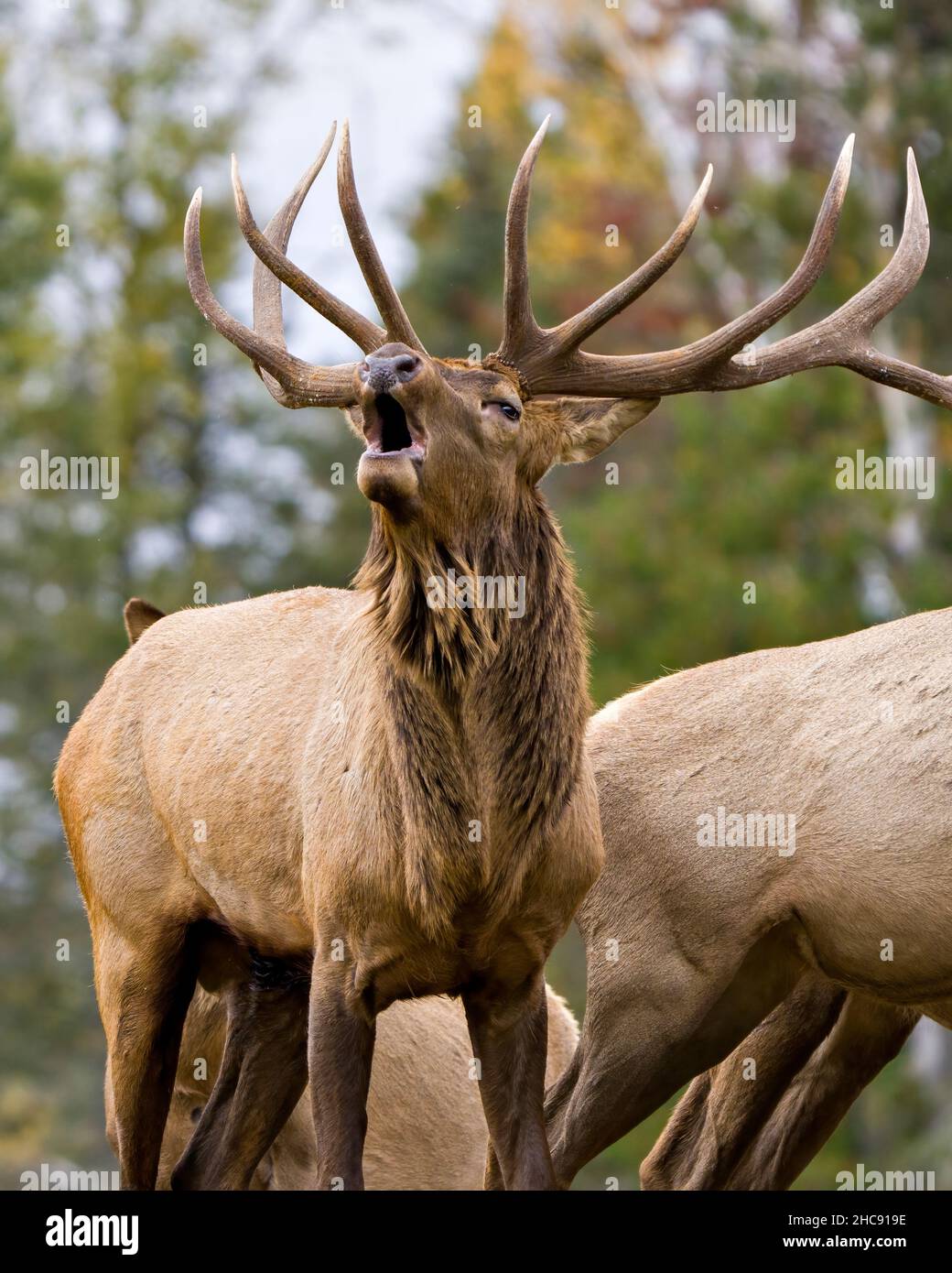 Bull Elk Bugling Wallpaper