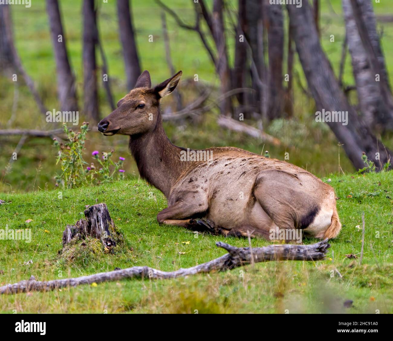 Elk female cow resting on green grass with a blur forest background and ...