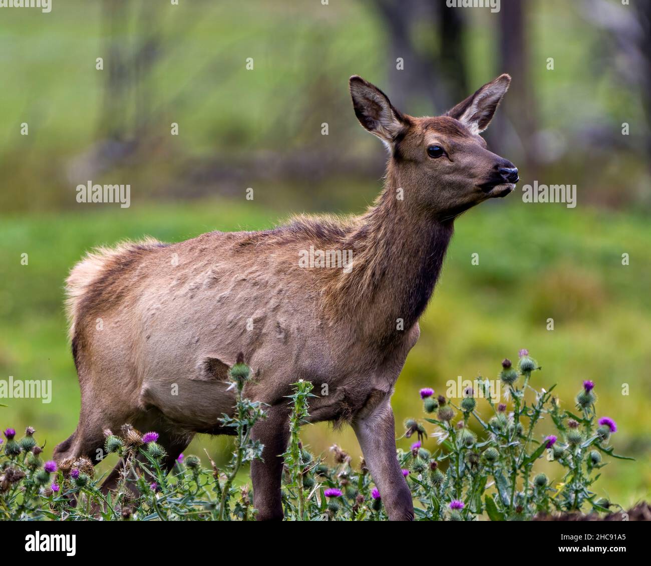 Elk female cow side view with a blur forest background and wild flowers ...