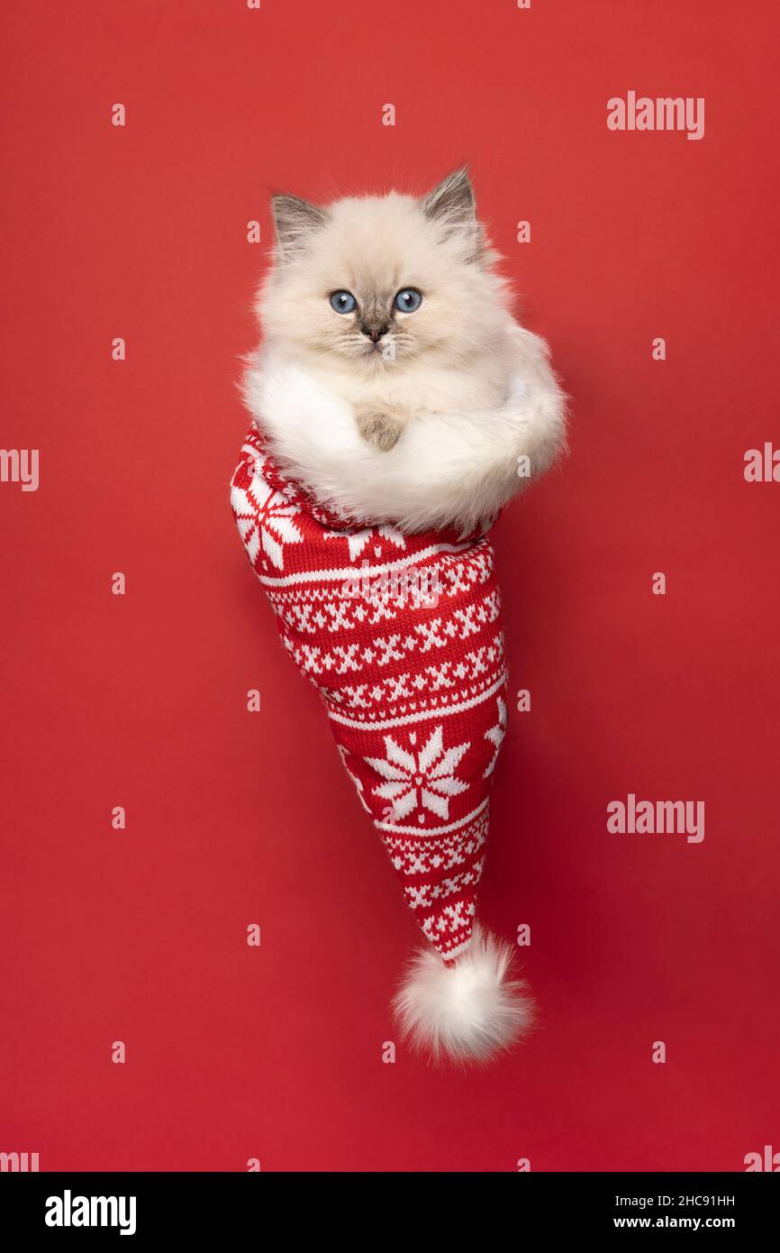 A Little fluffy ragdoll kitten in a Santa Claus helper hat costume ...