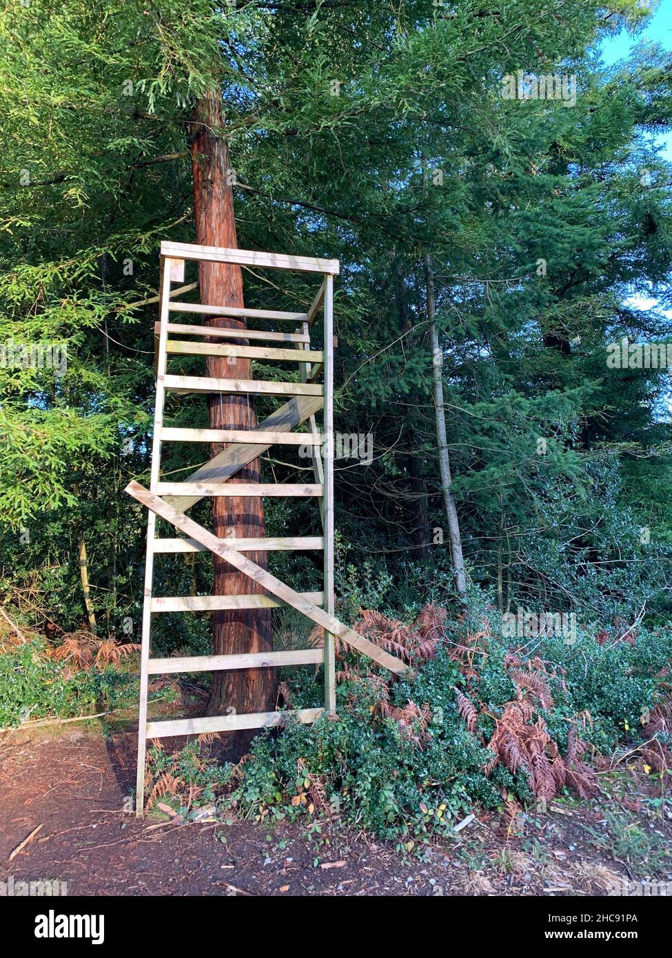 Deer tree ladder for hunters in Longleat Park near Frome Somerset Stock ...