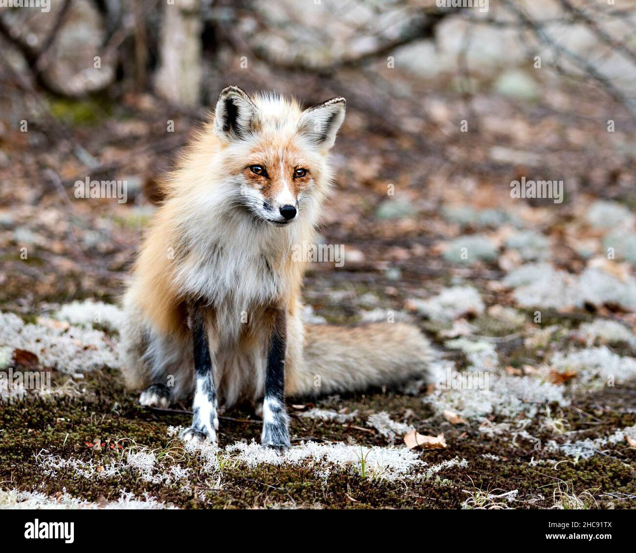 Red Fox sitting on moss and looking at camera in the springtime with ...