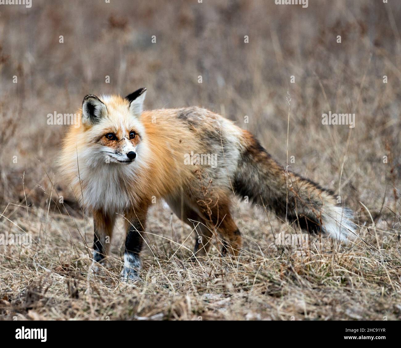 Red unique fox close-up profile looking at camera in the spring season ...