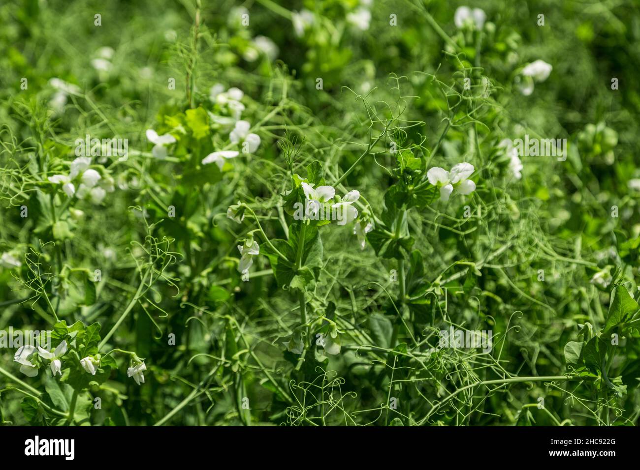 pea plants during flowering with white petals, an agricultural field ...