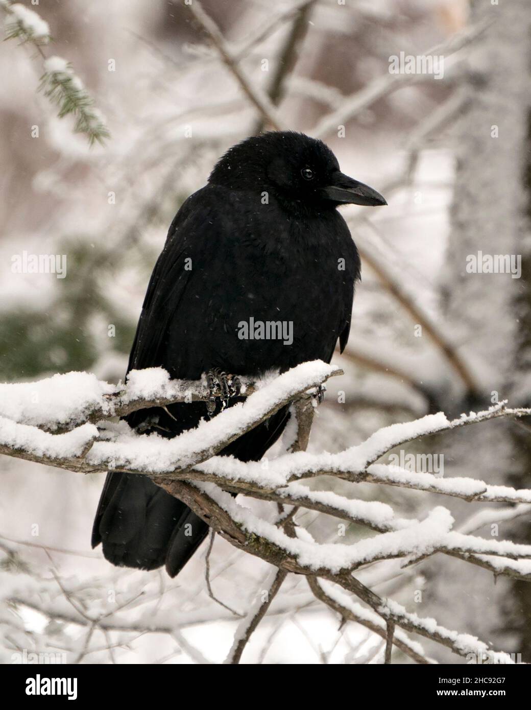 Raven bird perched on a branch with snow and a blur forest background ...