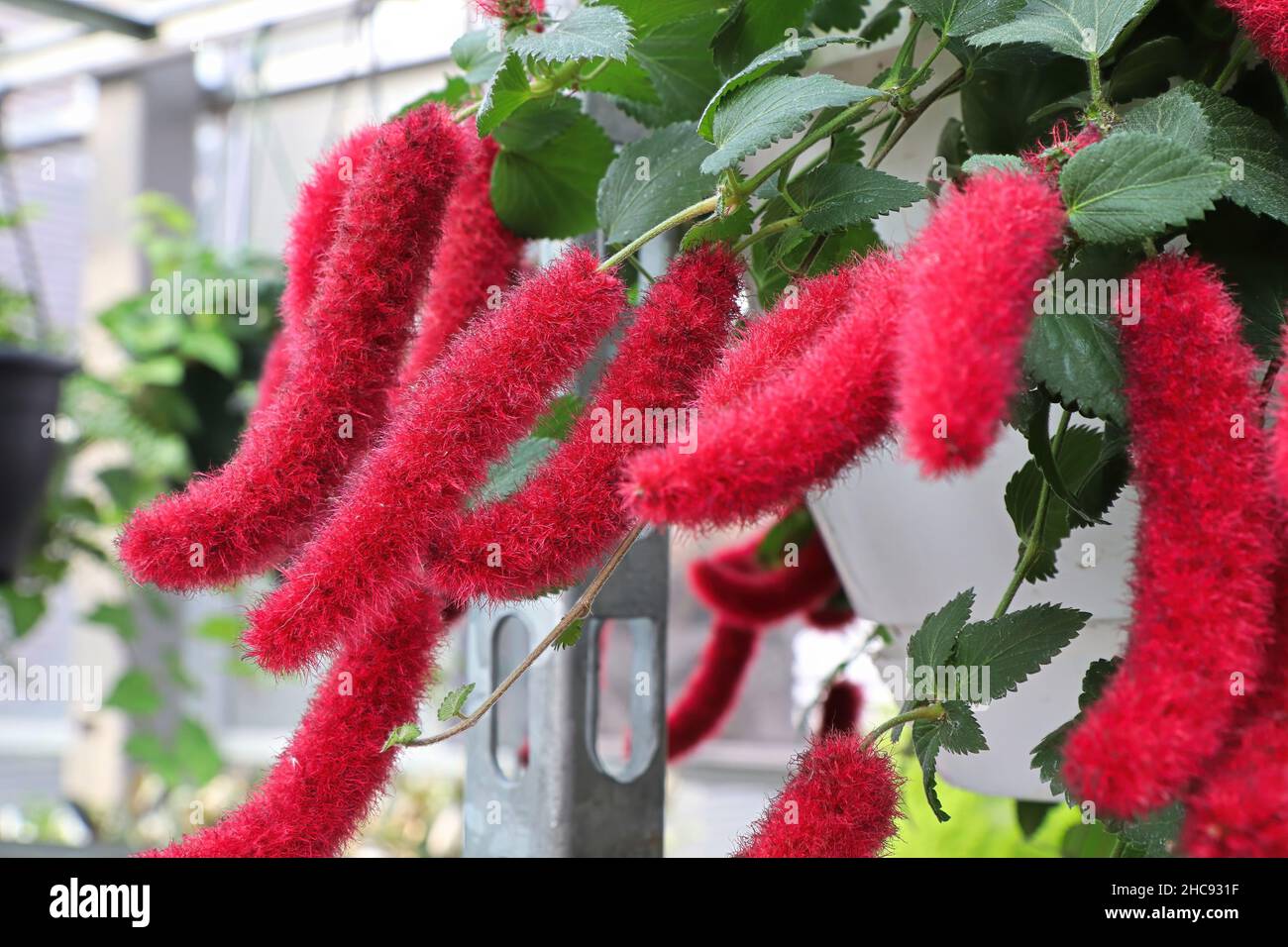 Red fluffy tufts on a Chenille plant Stock Photo - Alamy