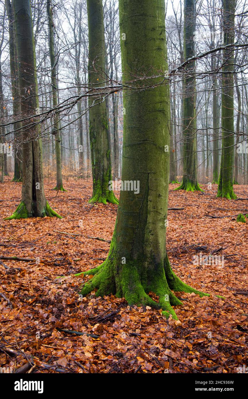Beech Trees, (Fagus sylvatica), stem foots covered in moss, in forest ...
