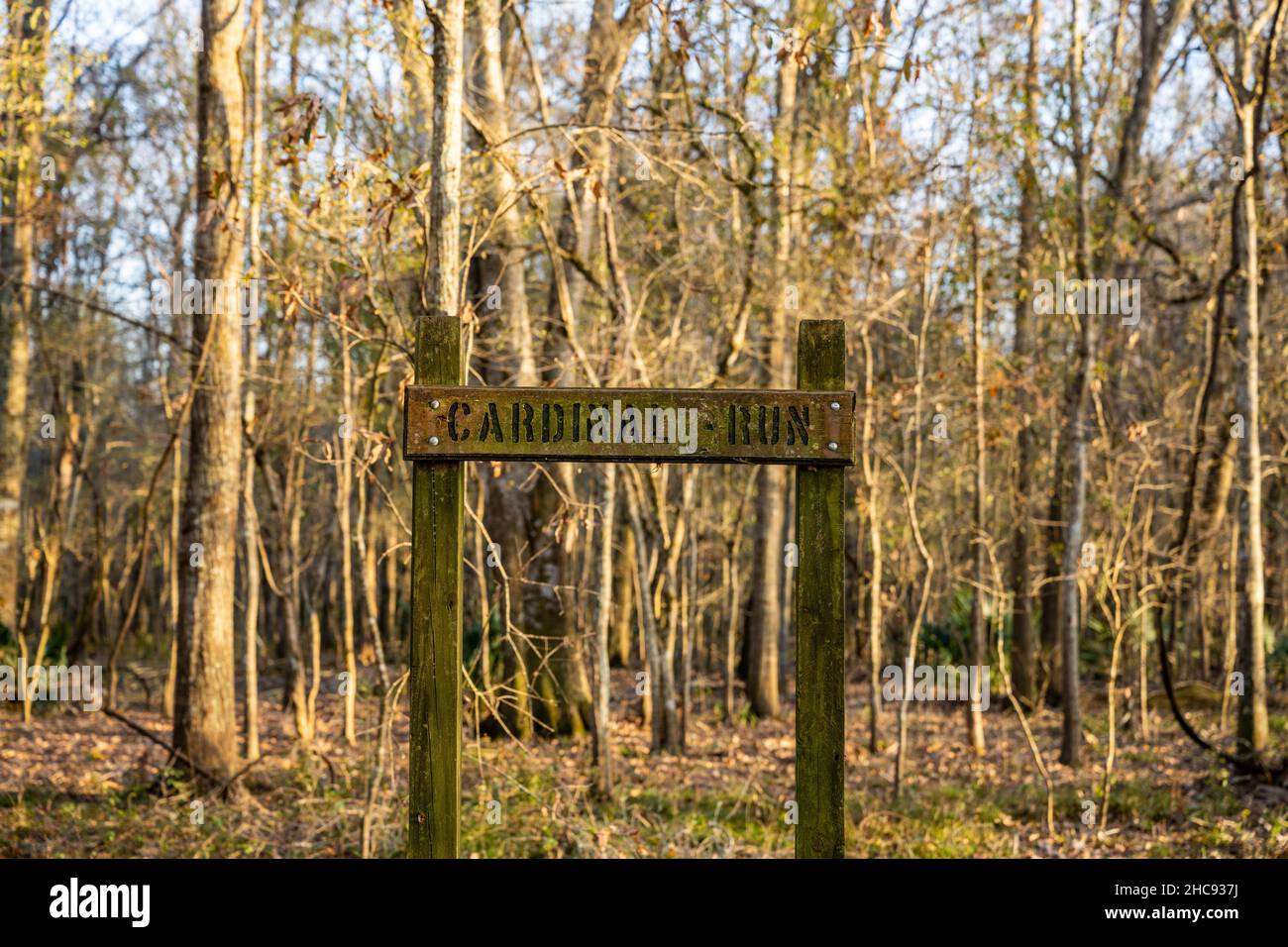 Cardinal run hi-res stock photography and images - Alamy