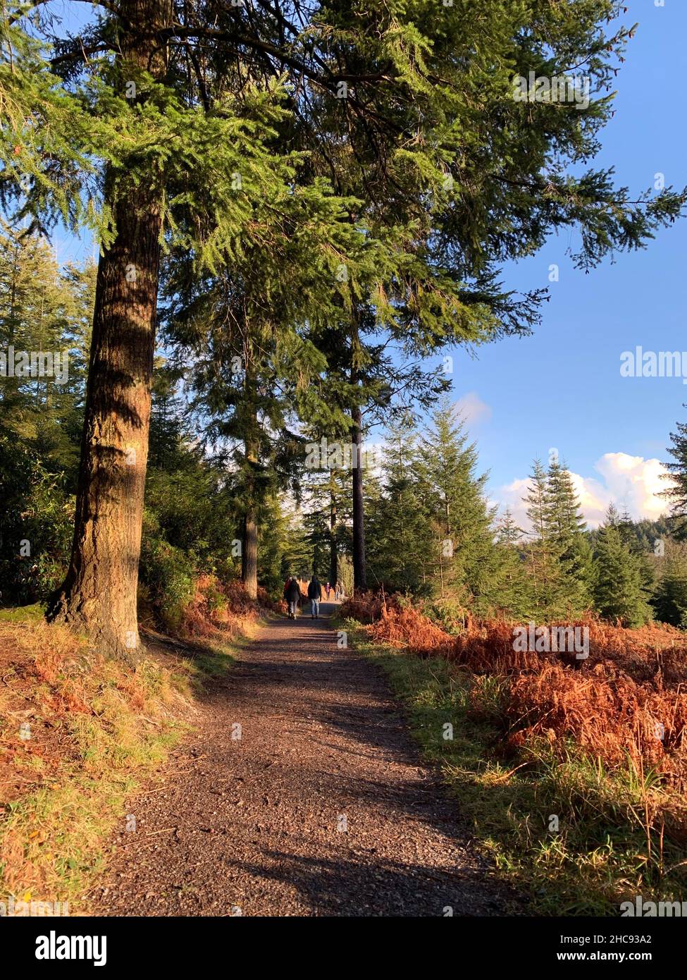 Longleat Park near Frome Somerset path trees tree brown sun type colour ...