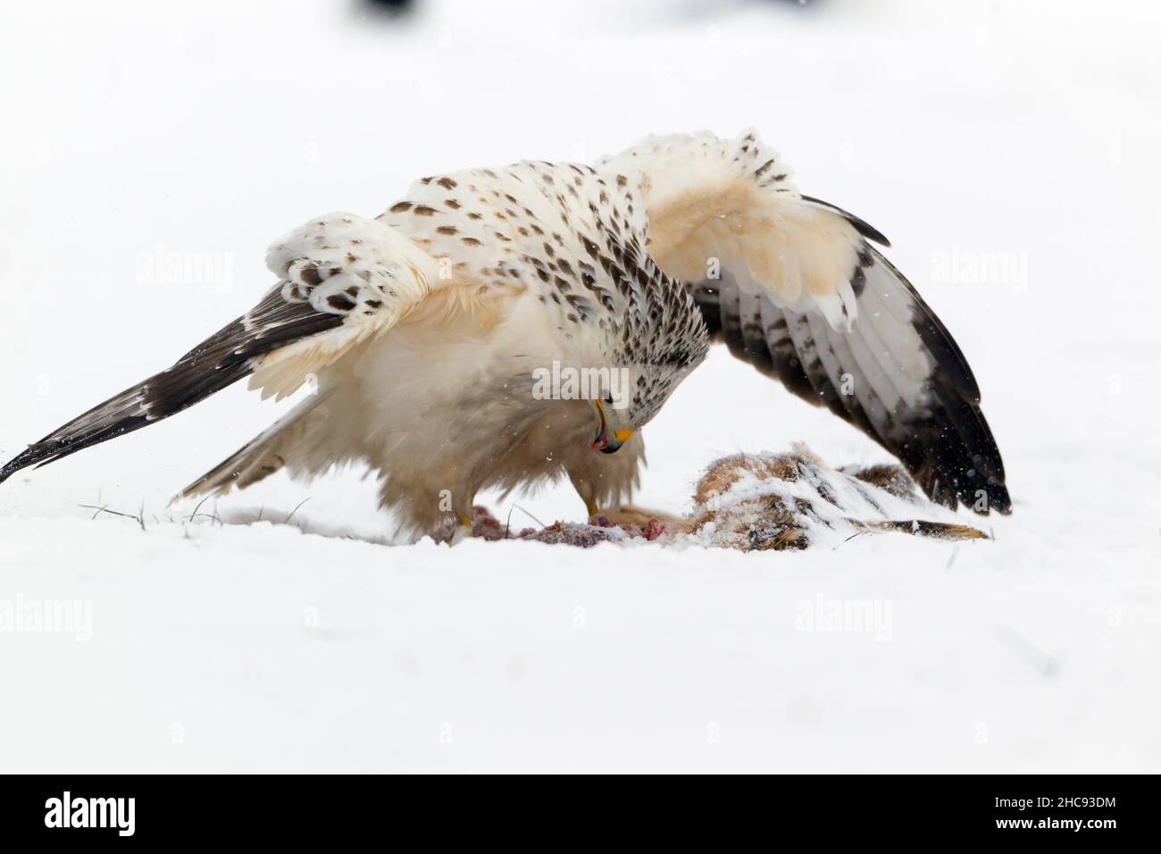 Mantling hi-res stock photography and images - Alamy