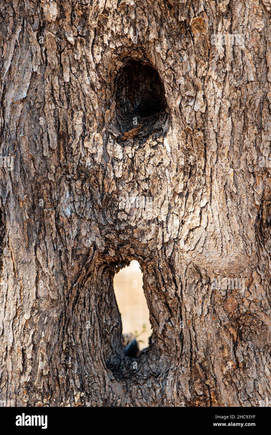 hollow and holes in the trunk of an old olive tree Stock Photo - Alamy