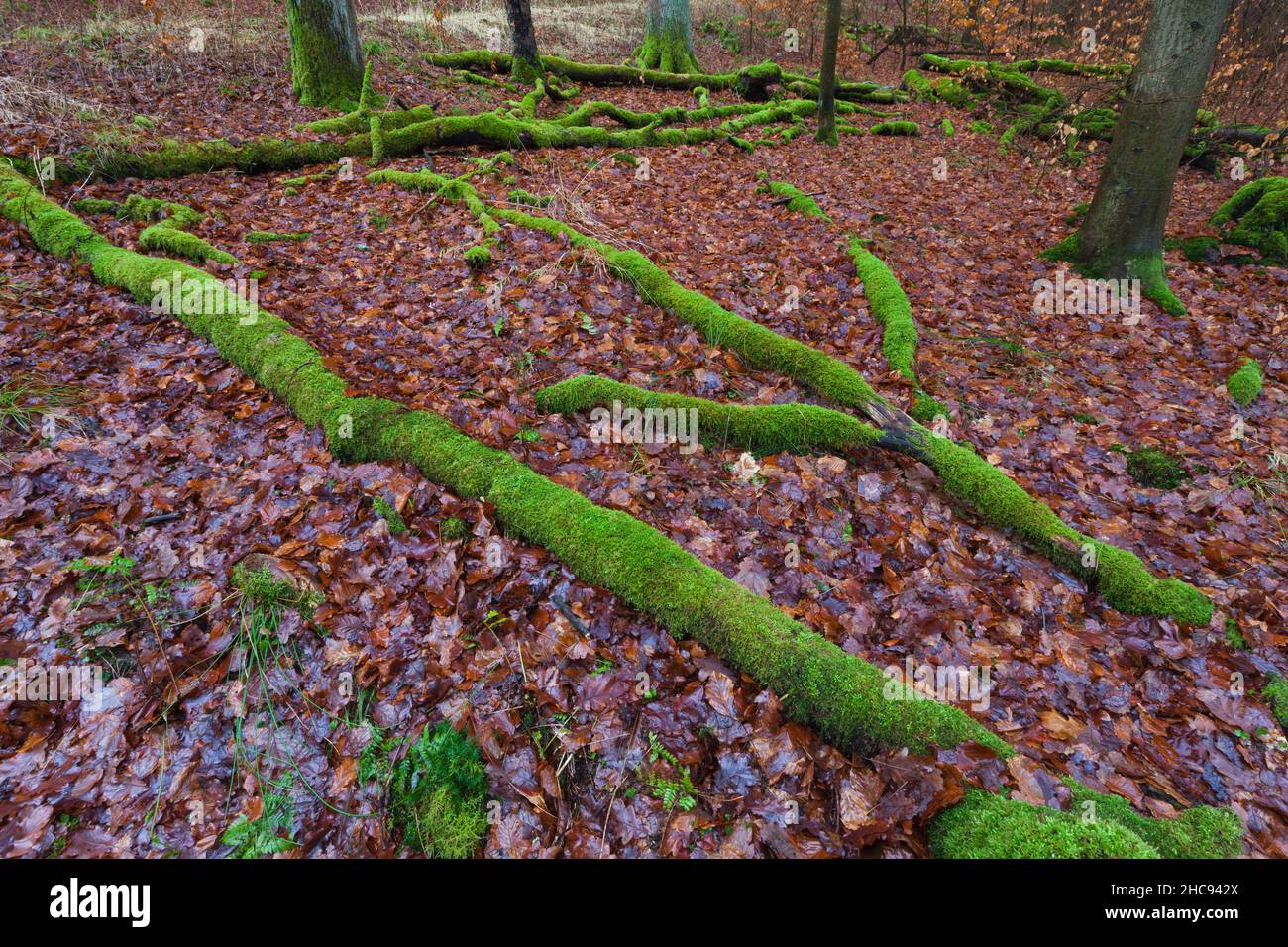 Beech Trees, (fagus sylvatica), dead stems lying on woodland floor ...