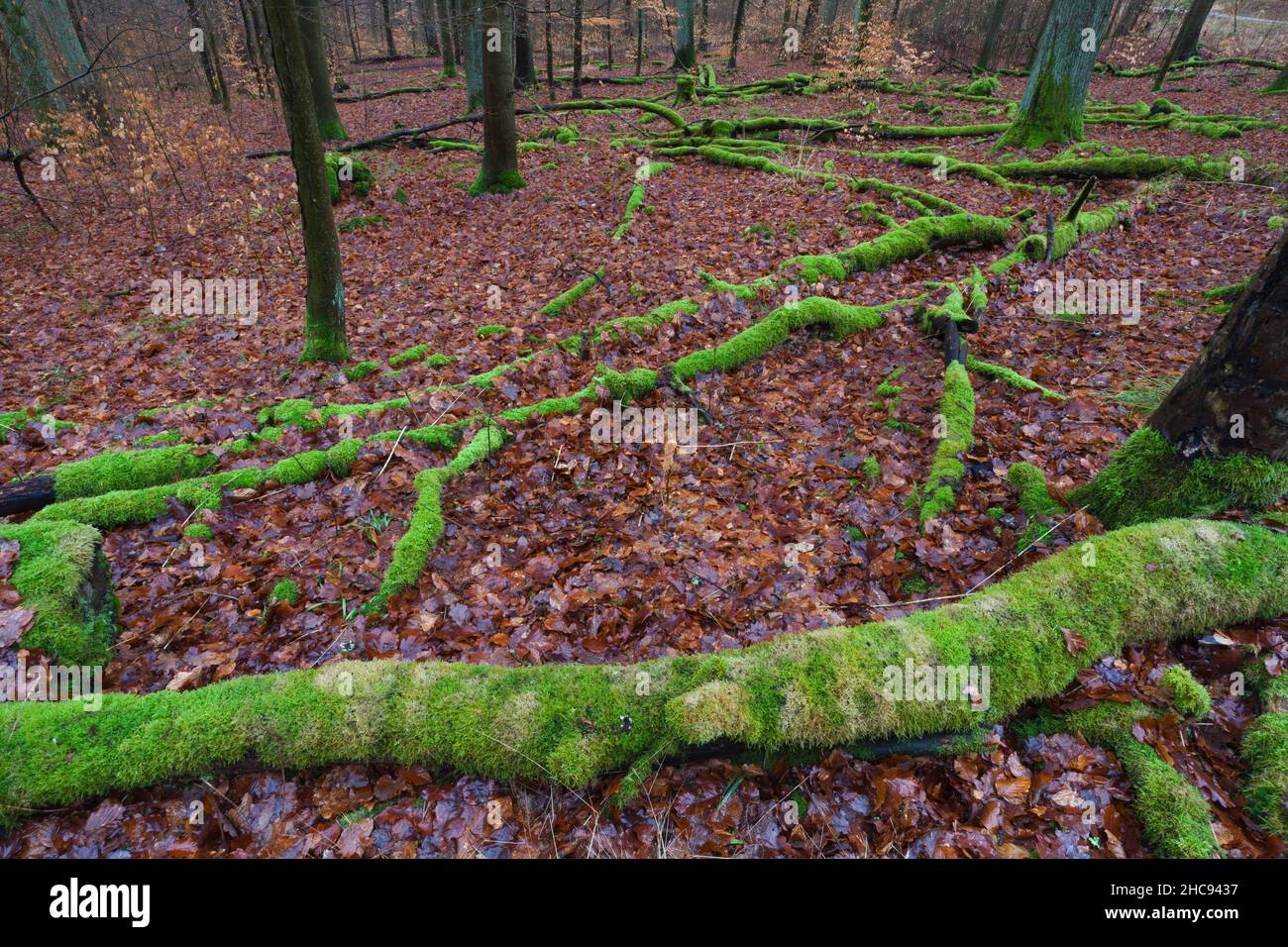 Beech Trees, (fagus sylvatica), dead stems lying on woodland floor ...