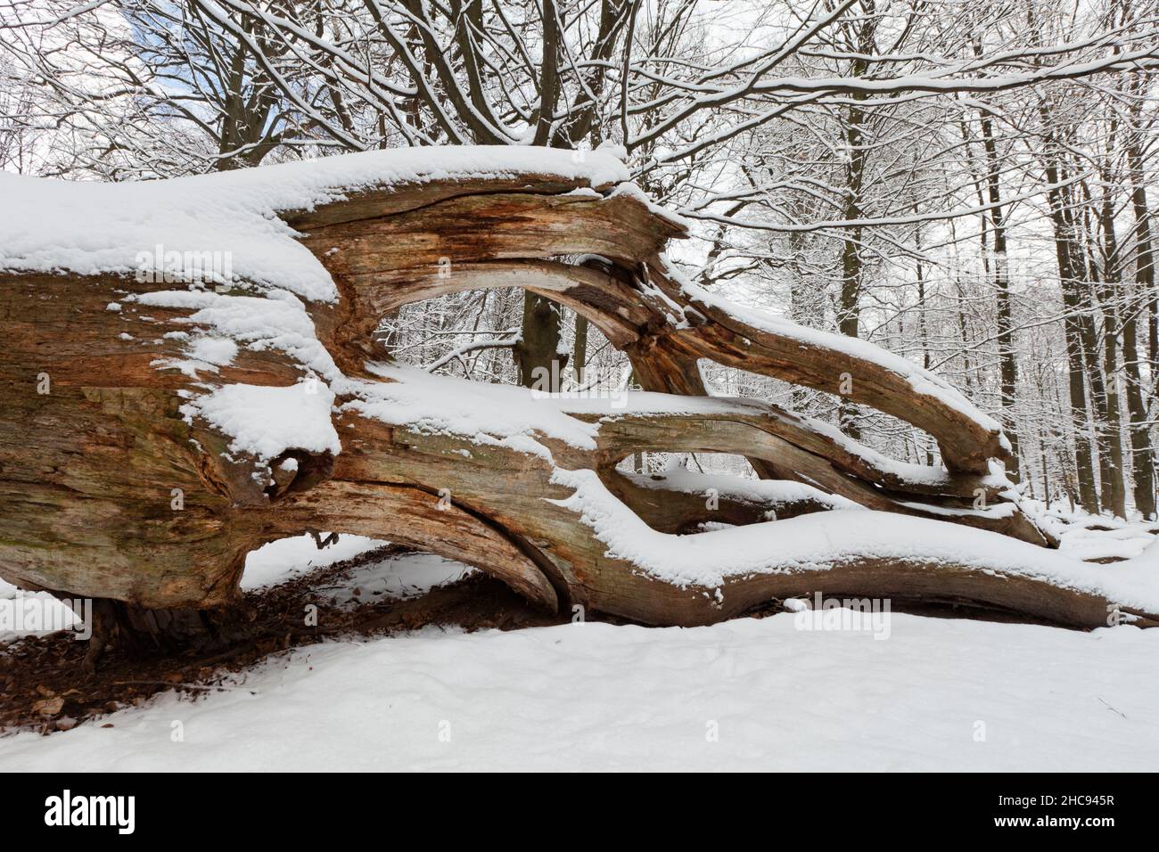 Ancient tree in winter hi-res stock photography and images - Alamy