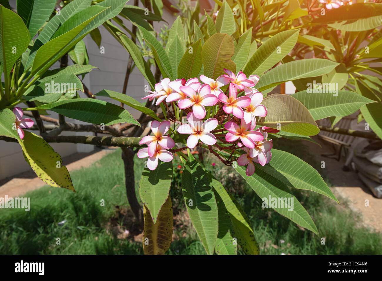 Botanical garden fiji hi-res stock photography and images - Alamy
