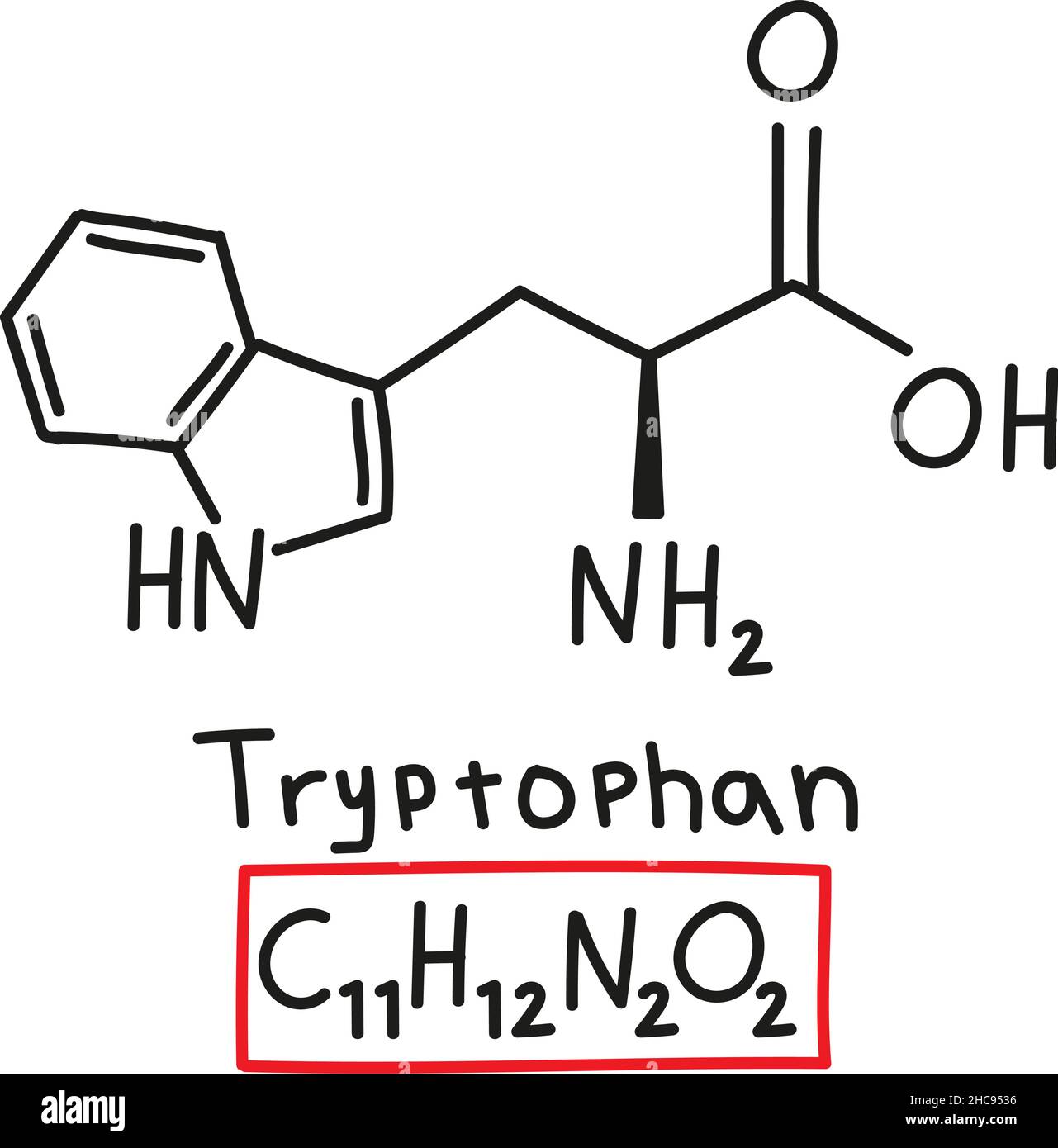 Tryptophan Amino Acid