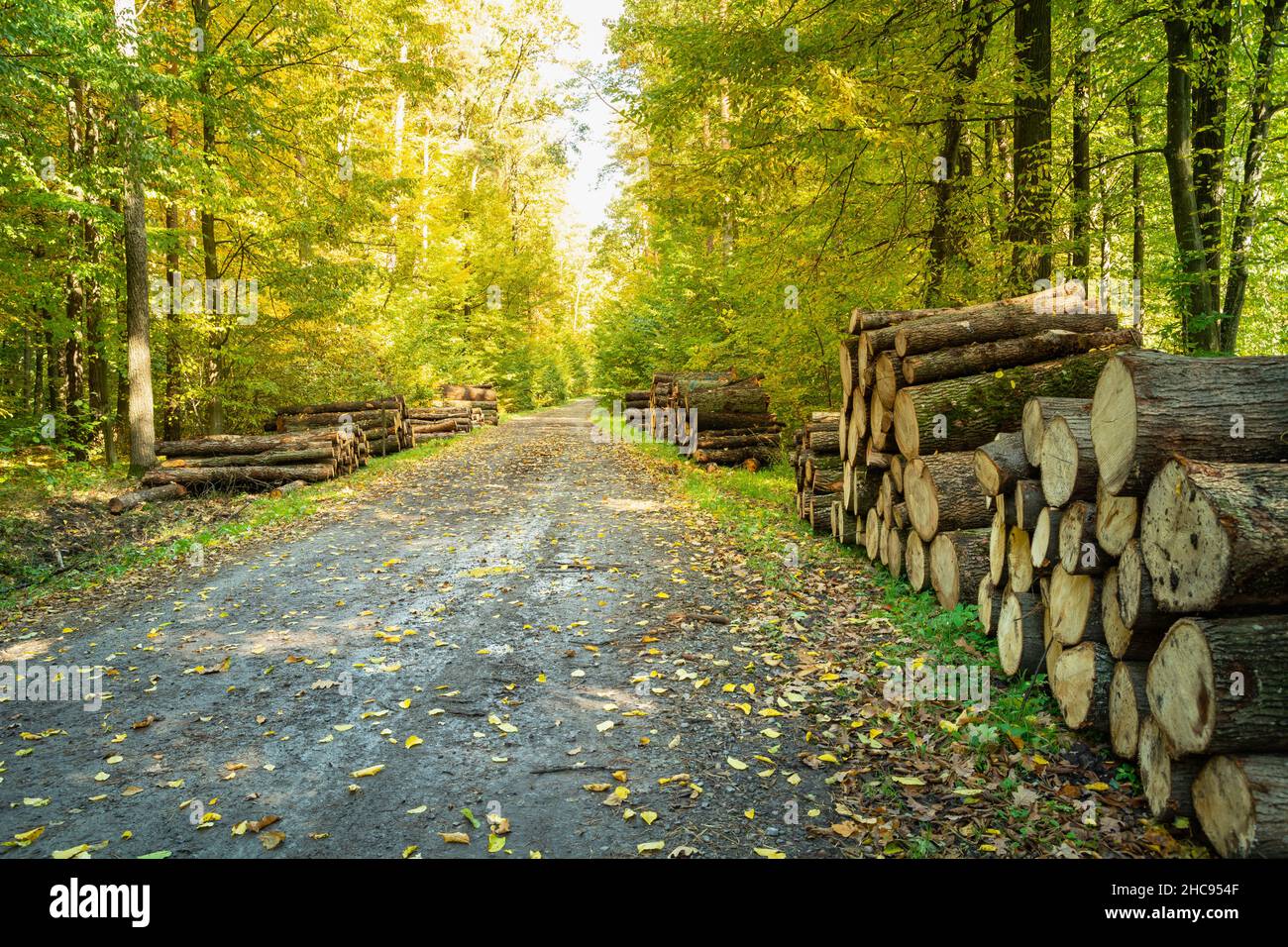 Trunk tree cut forest hi-res stock photography and images - Alamy