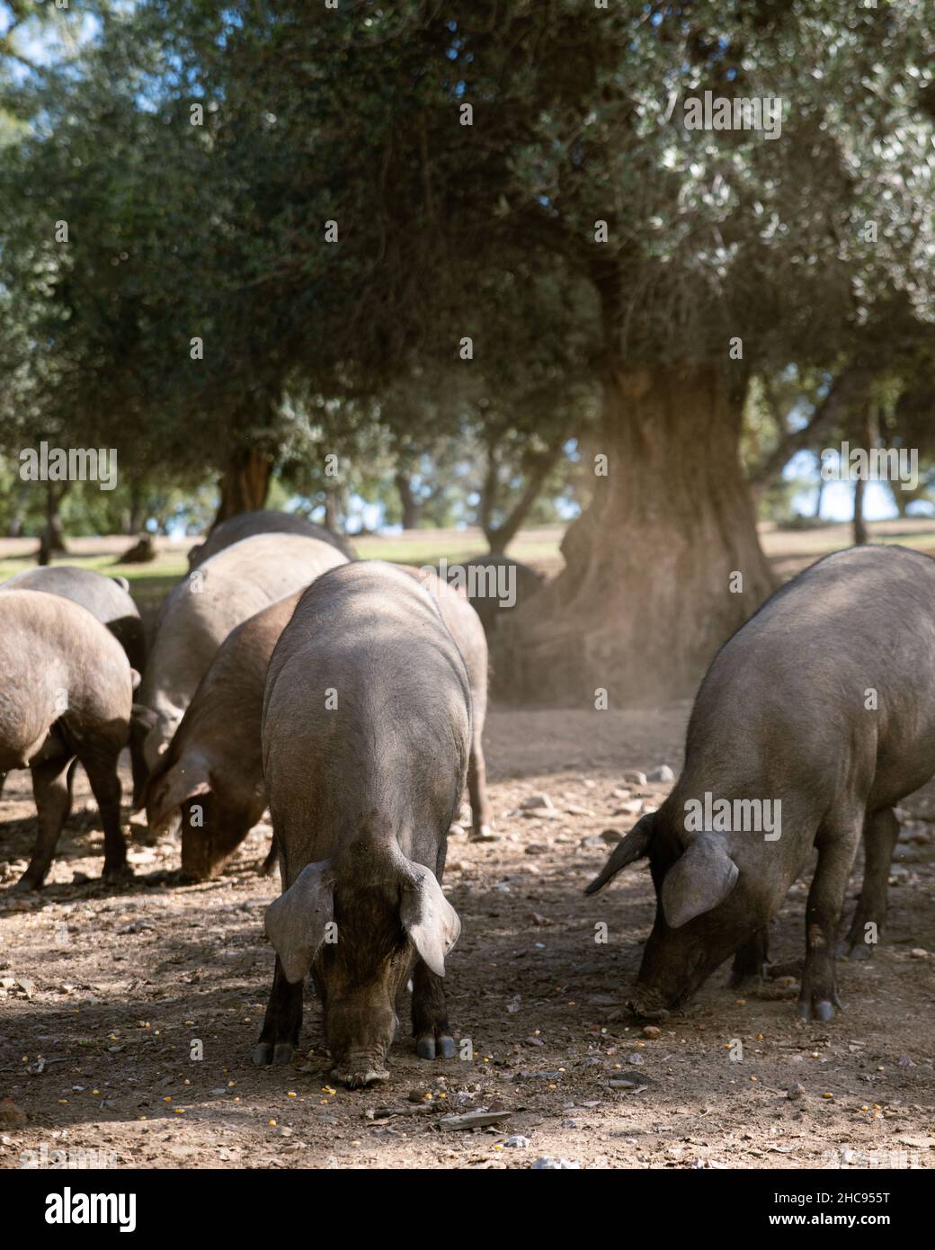 Iberian pigs eating on the farm under the holm oak trees Stock Photo ...