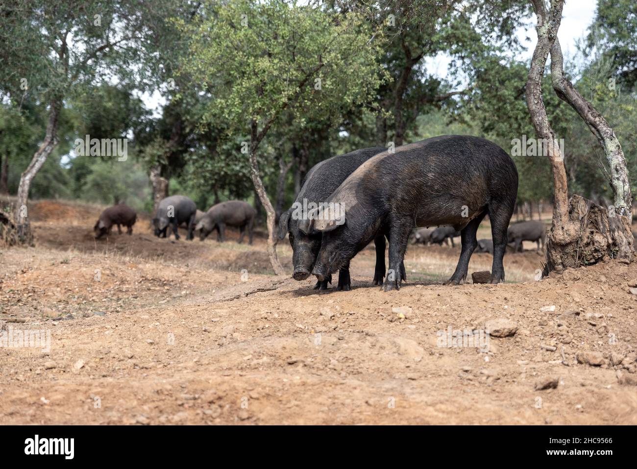 Iberian pigs eating on the farm under the holm oak trees Stock Photo ...