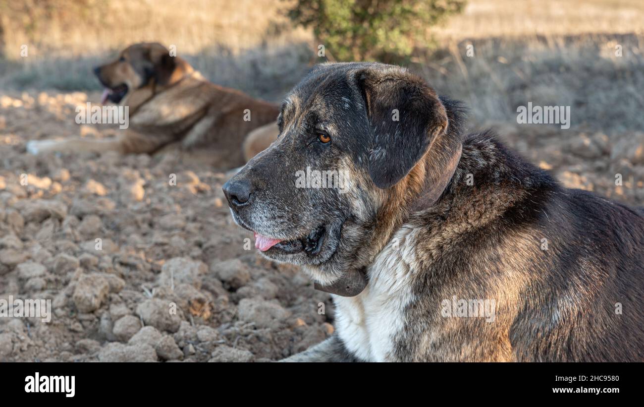 A shepherd dog in a moment of rest watching over the flock of sheep ...