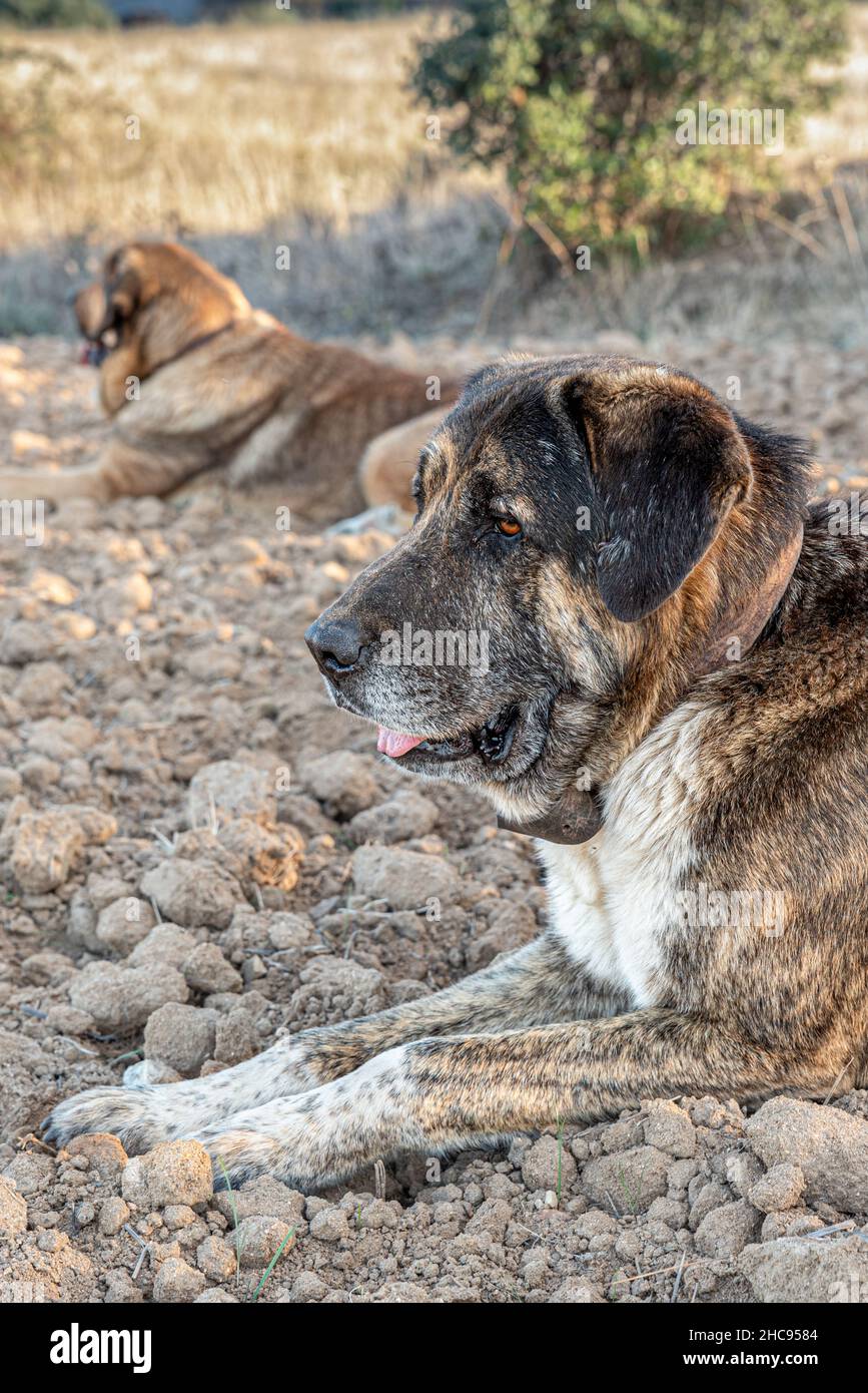A shepherd dog in a moment of rest watching over the flock of sheep ...