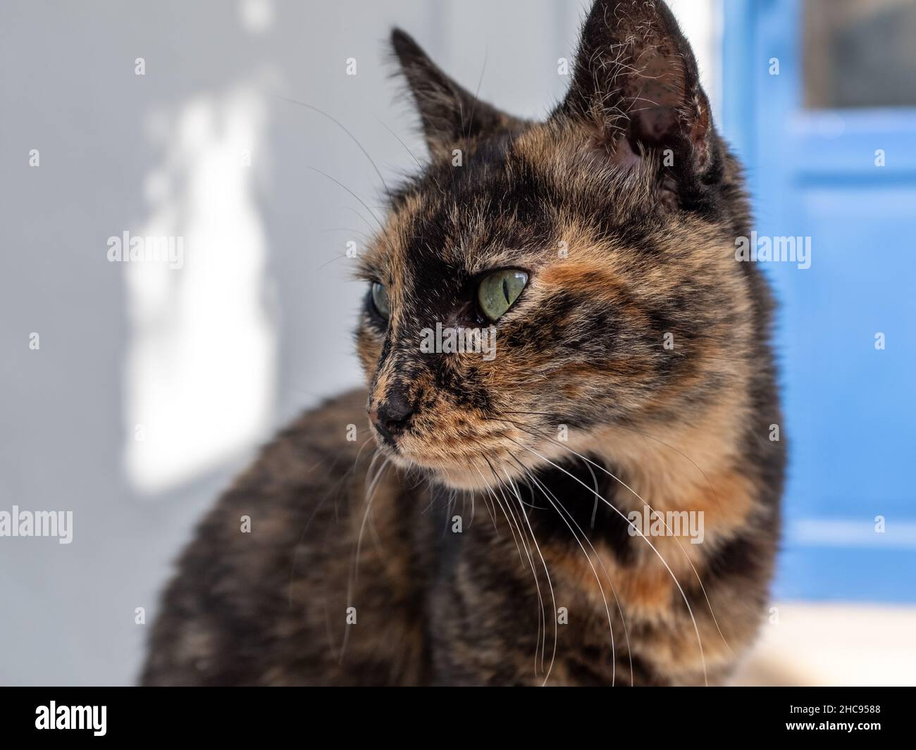 A slightly calico street cat looking away. Taken on a very sunny summer ...