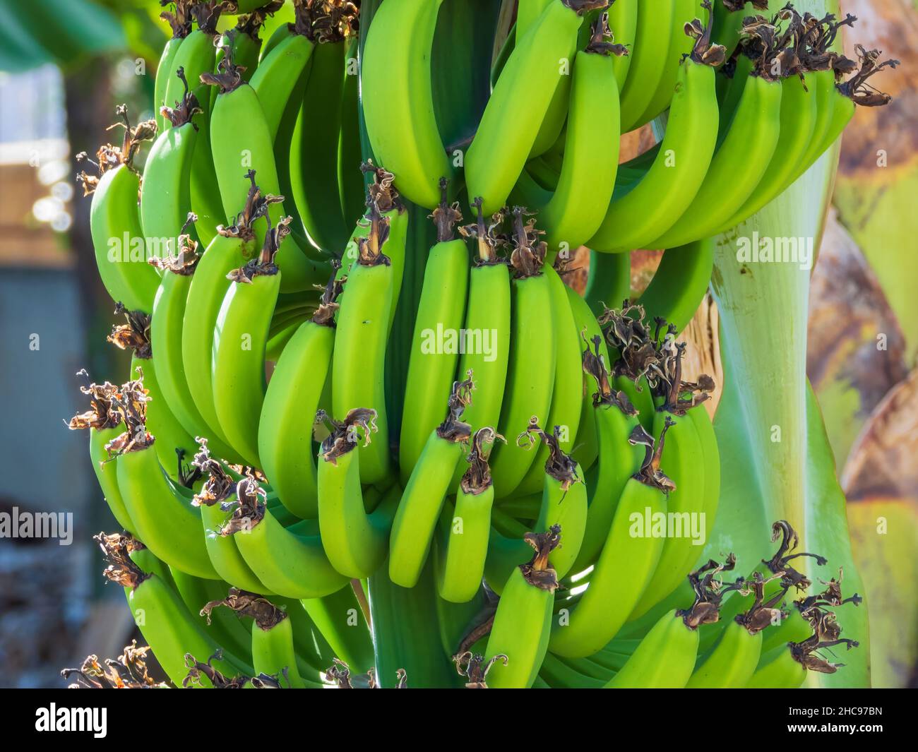 A bunch of green unripe bananas on a banana palm Stock Photo - Alamy