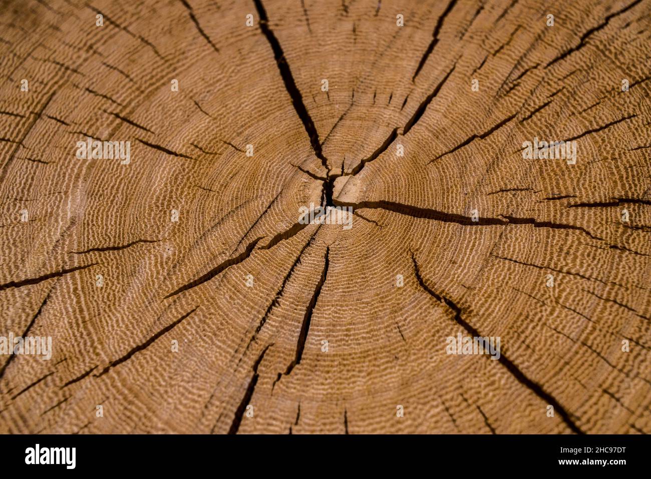 Texture of cut down tree bark circles Stock Photo - Alamy