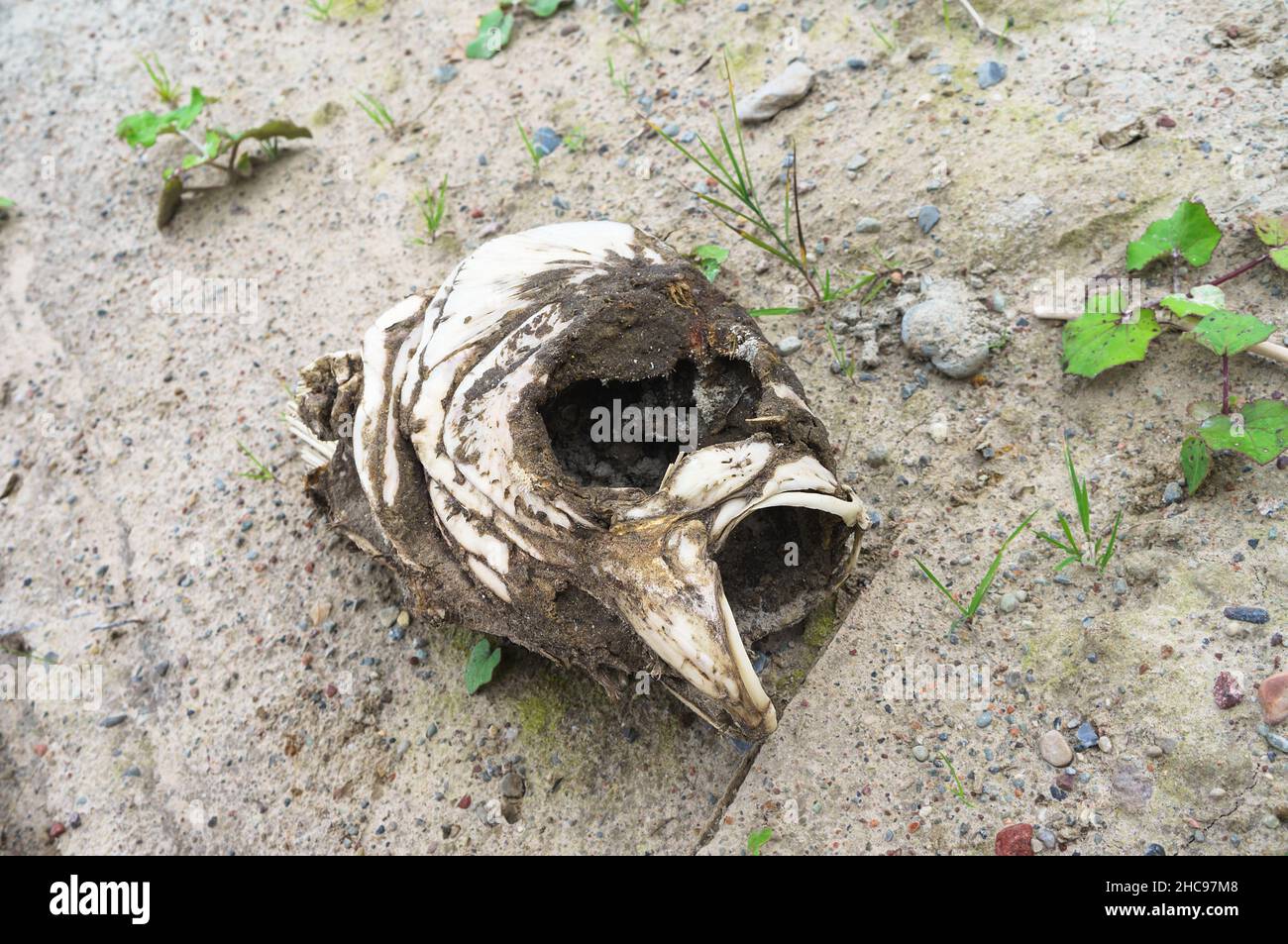 An old dried skull of a huge fish. A huge fish skull on the shore. The ...