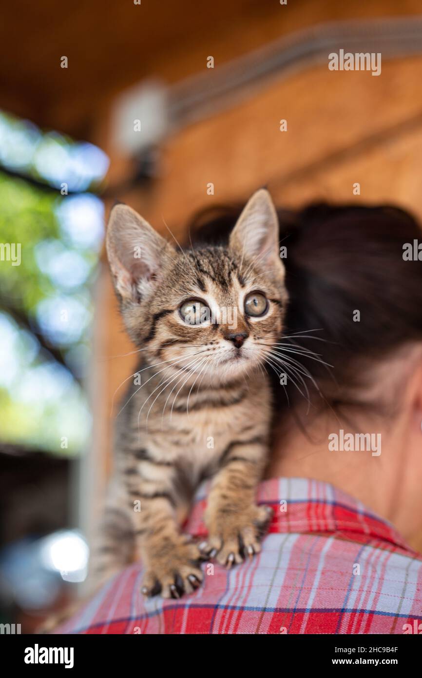 Kitten without breed on the neck. Cute fluffy cat Stock Photo - Alamy