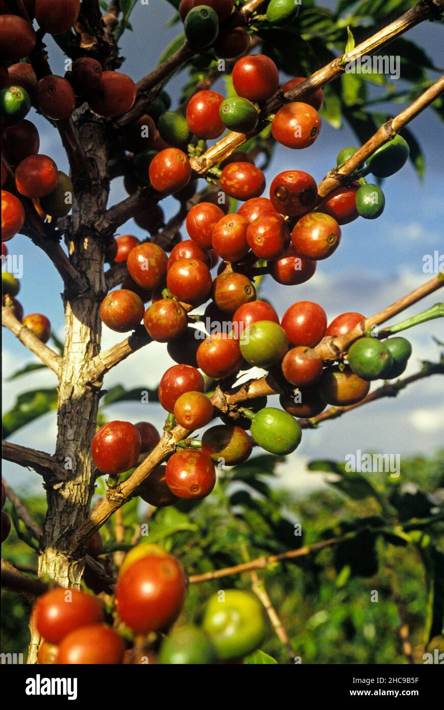 Coffee Berries on Coffee Plant, Limuru, Kenya Stock Photo - Alamy