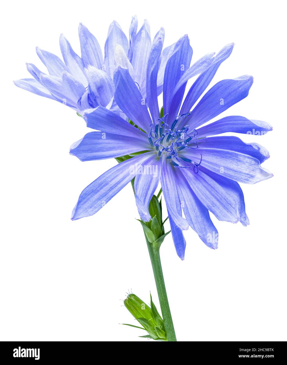 chicory flower isolated on white background with clipping path Stock ...