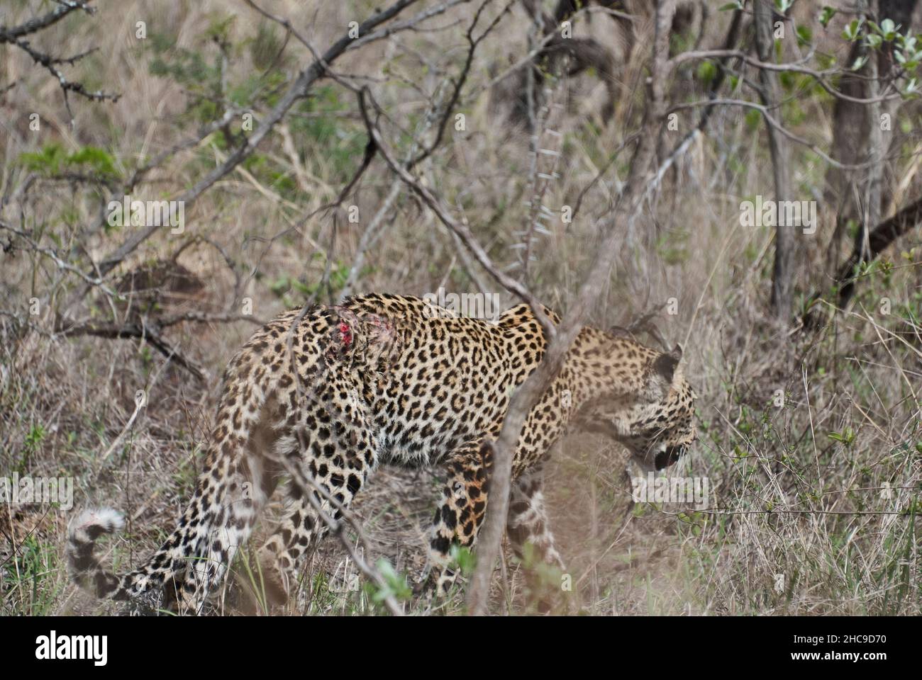 heaviliy wounded female leopard, Panthera pardus, stalking injured ...